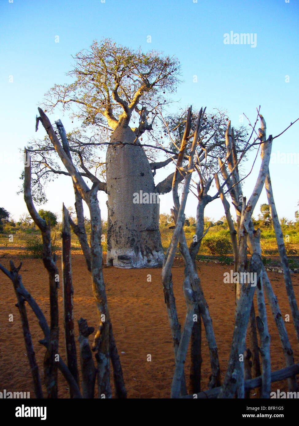 Indian baobab hi-res stock photography and images - Alamy