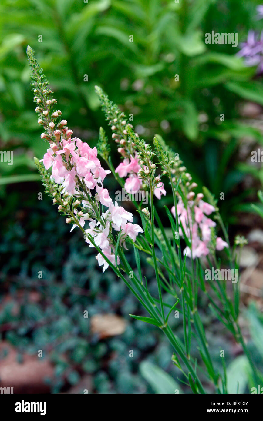 Plant linaria purpurea hi-res stock photography and images - Alamy