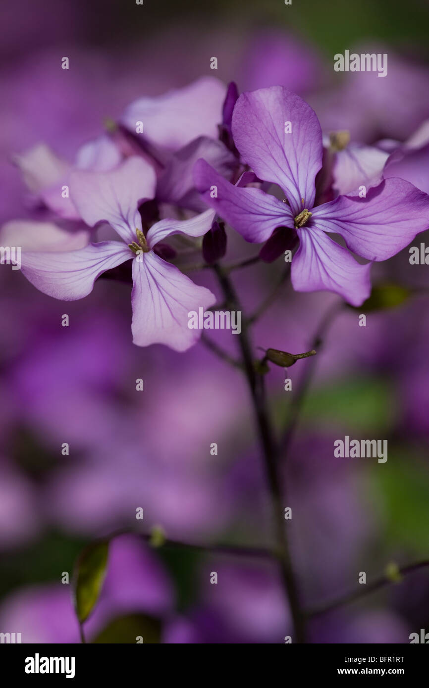 Honesty flower plant hi-res stock photography and images - Alamy