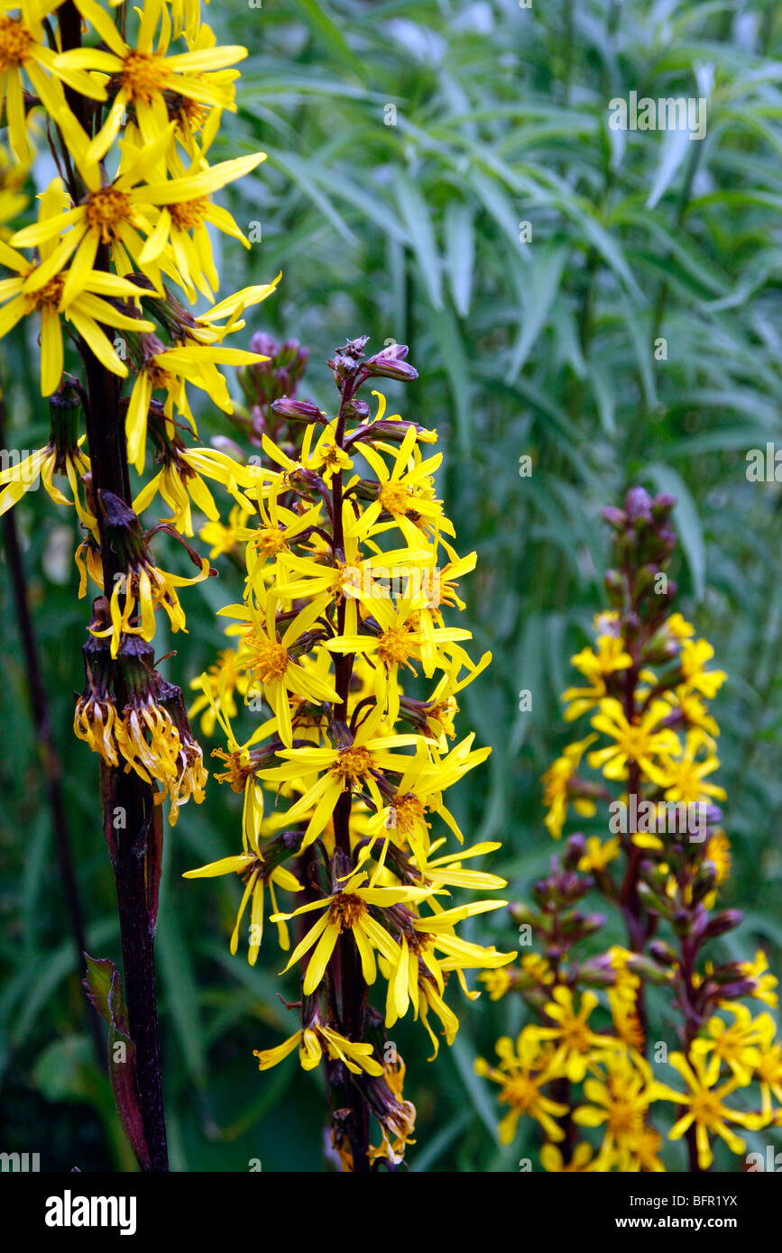 Plant Ligularia Garden Stock Photos & Plant Ligularia Garden Stock ...