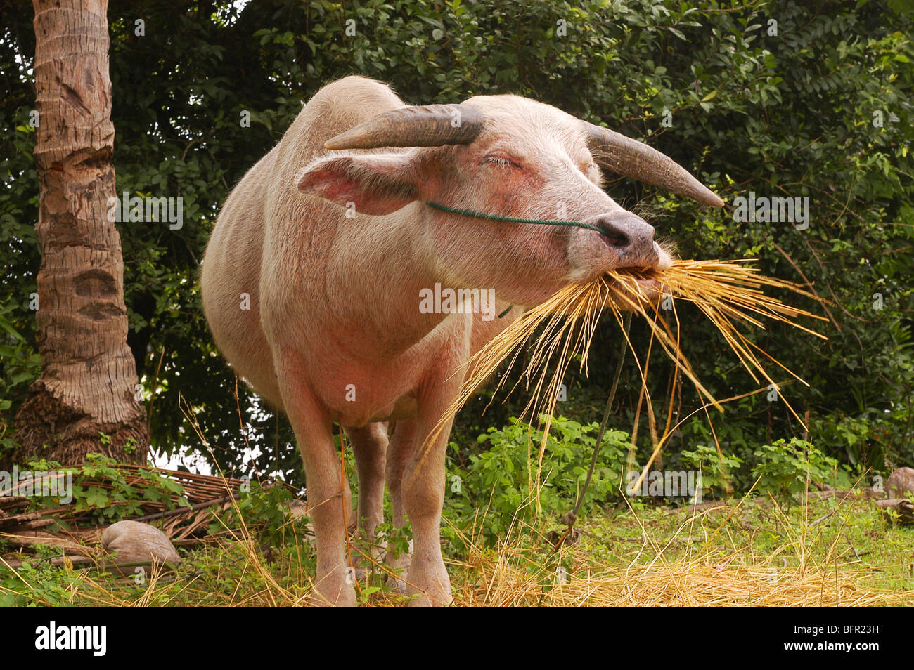 Local cow on Don Det, an island in the area known as Si Phan Don (4,000 ...