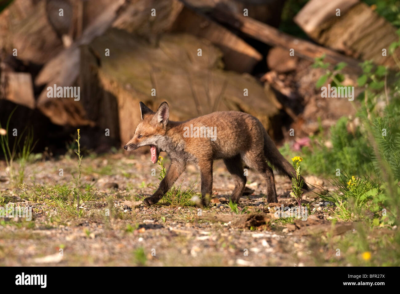 Vulpes vulpes - red fox cub in urban garden Stock Photo - Alamy