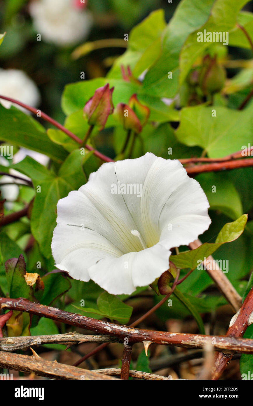 Bind Weed High Resolution Stock Photography and Images - Alamy