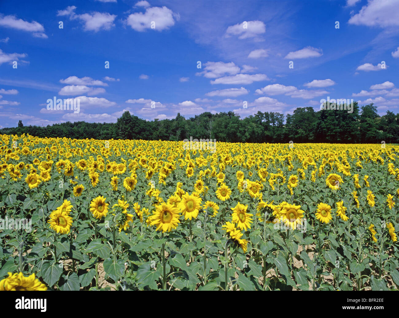 France, Lot, Sunflower field Stock Photo - Alamy