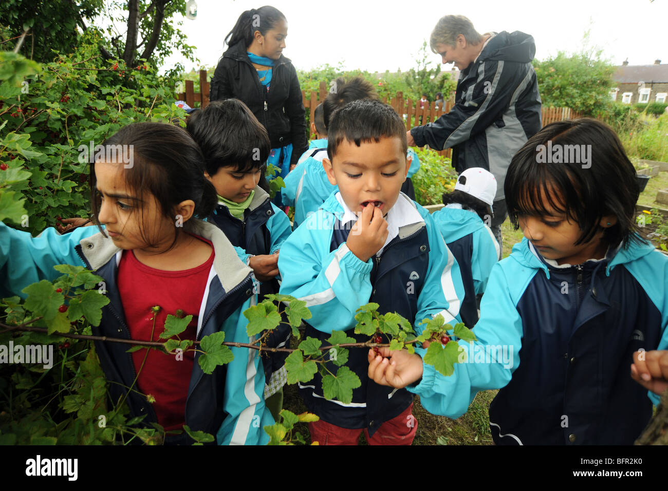 Yorkshire healthy food allotment hi-res stock photography and images ...