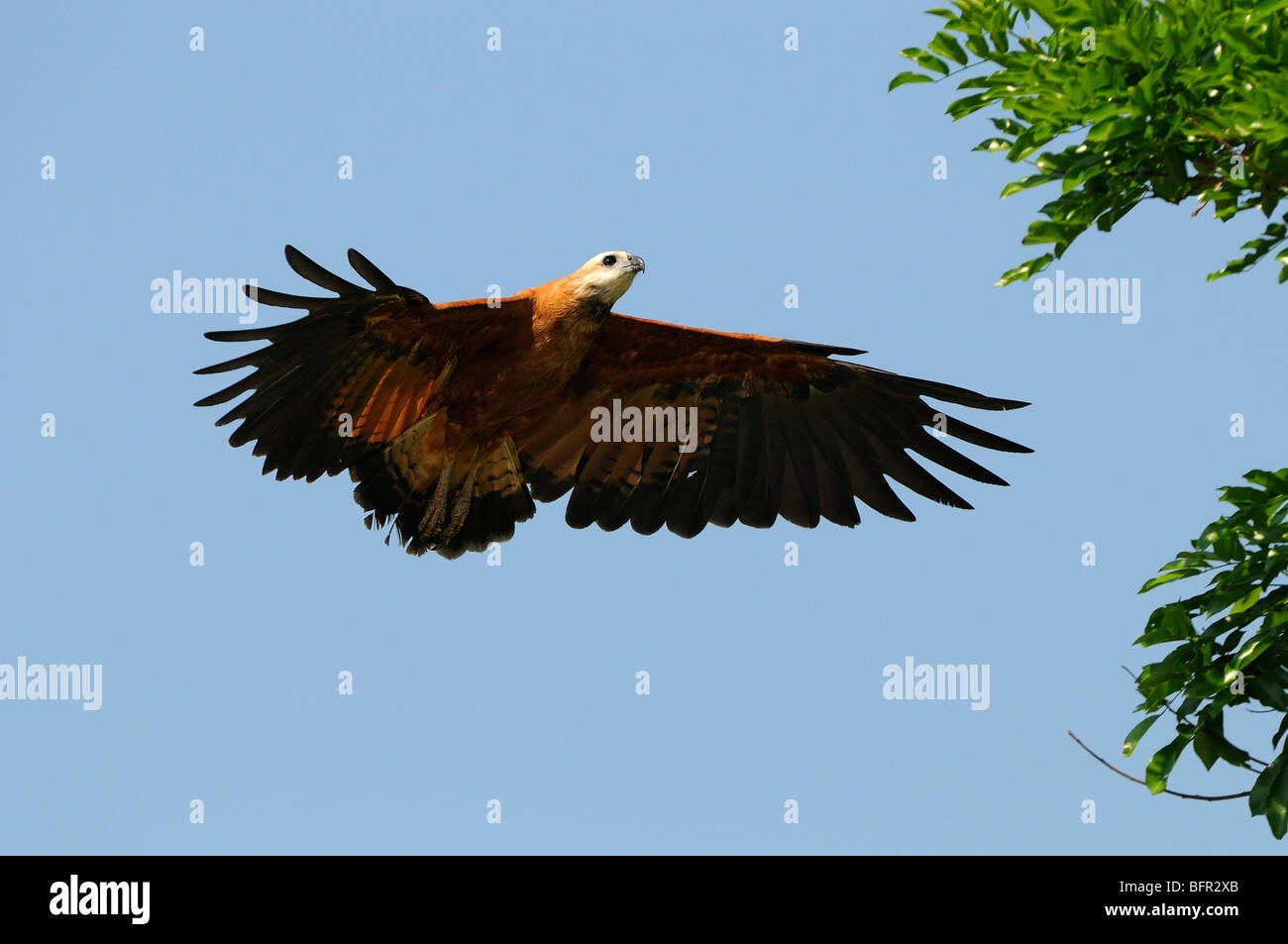 Black-collared Hawk (Busarellus nigricollis) in flight, Pantanal ...