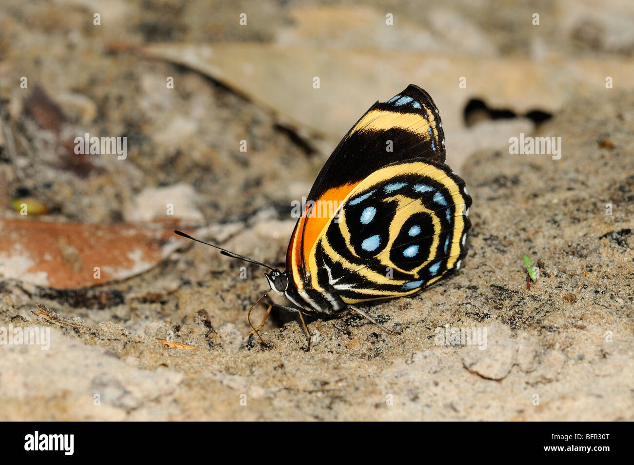 Callicore butterfly hi-res stock photography and images - Alamy
