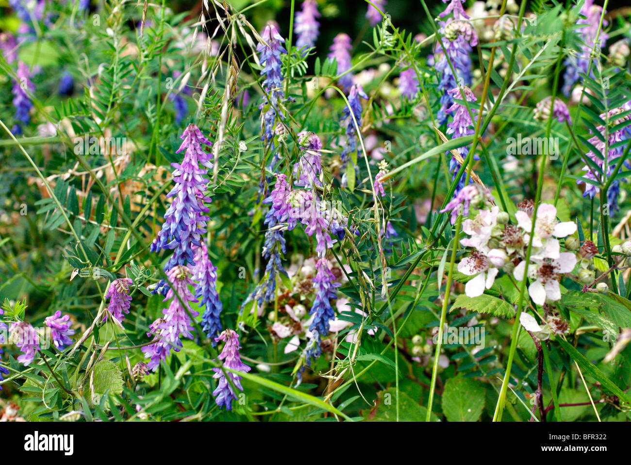 Blue vetch hi-res stock photography and images - Alamy