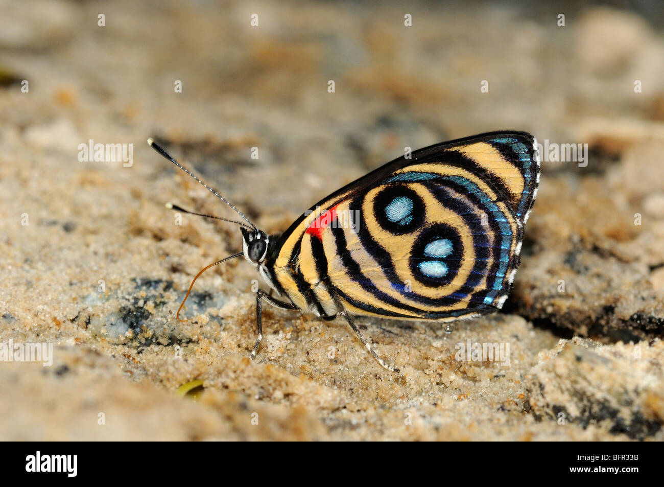 Callicore butterfly hi-res stock photography and images - Alamy