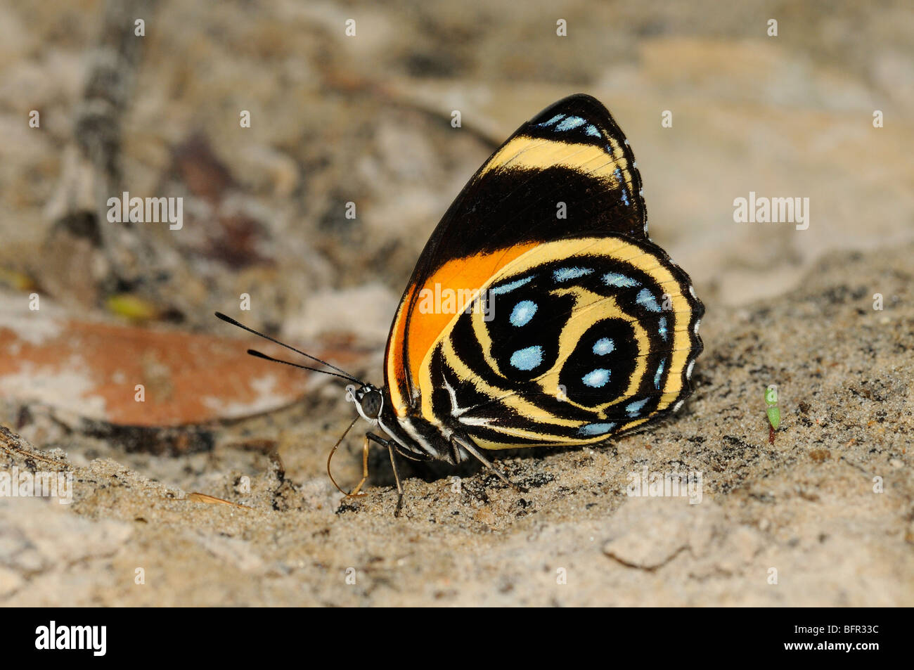 Callicore butterfly hi-res stock photography and images - Alamy
