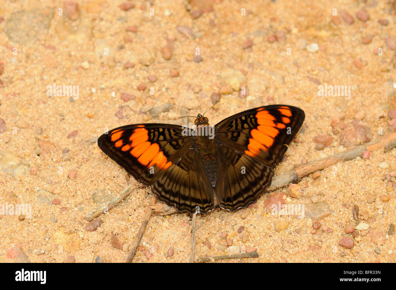 Adelpha mesentina hi-res stock photography and images - Alamy