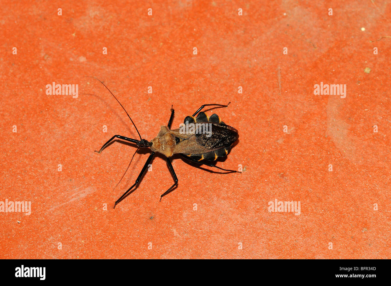 Assassin Bug, amazon rainforest, Alta Floresta, Brazil Stock Photo - Alamy