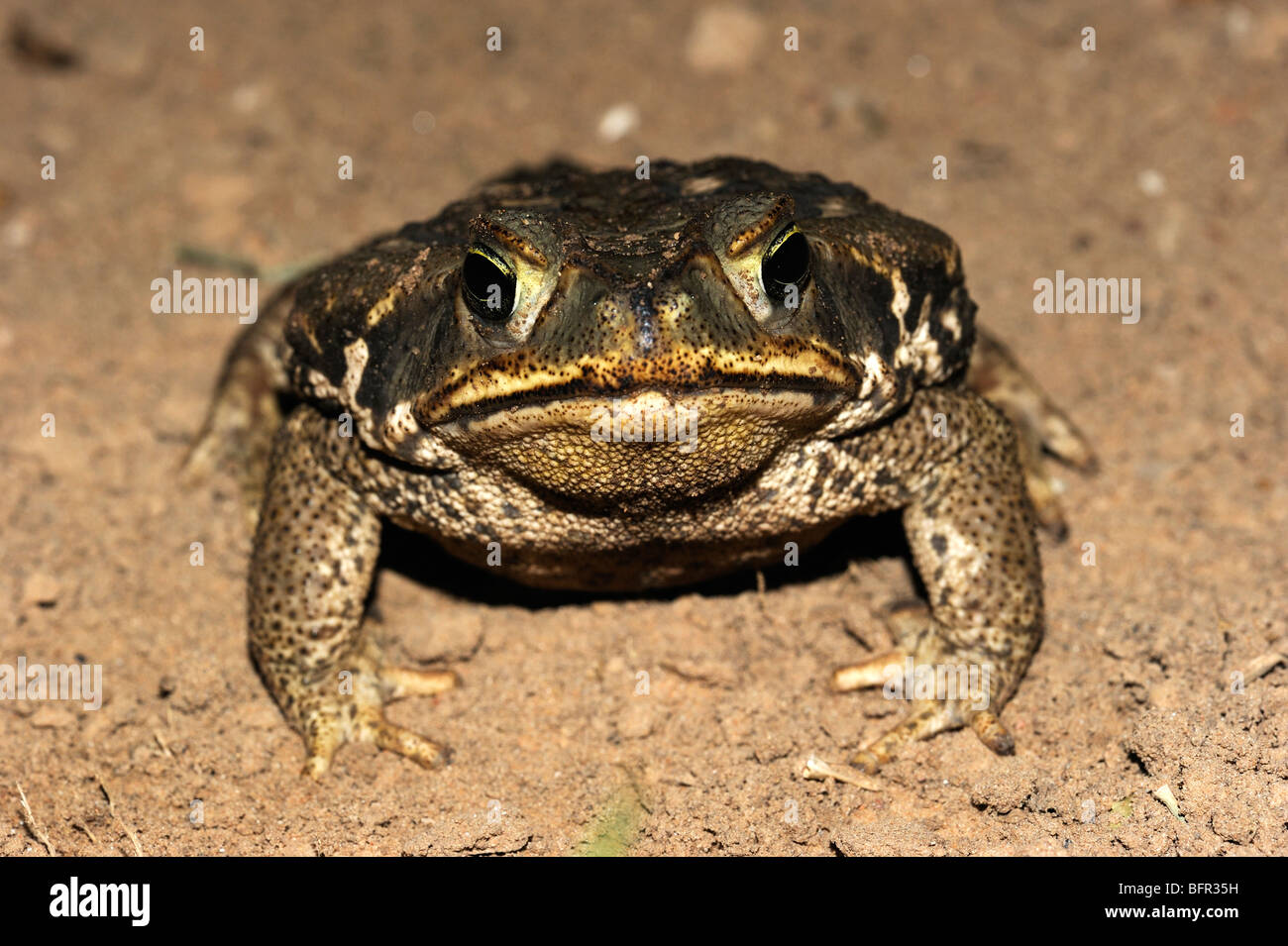 Cane Toad (Bufo marinus) Pantanal, Brazil Stock Photo - Alamy