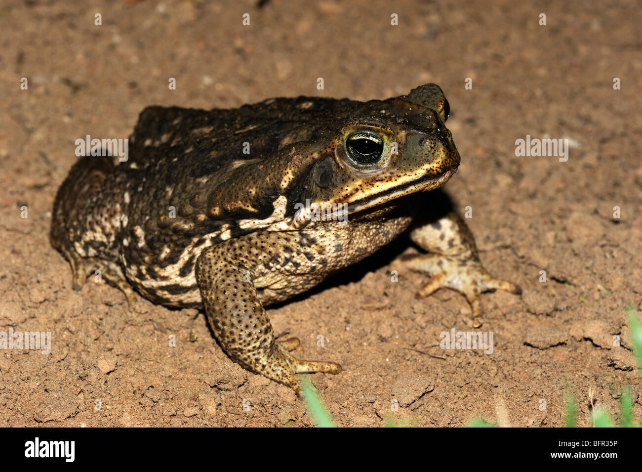 Cane Toad (Bufo marinus) Pantanal, Brazil Stock Photo - Alamy