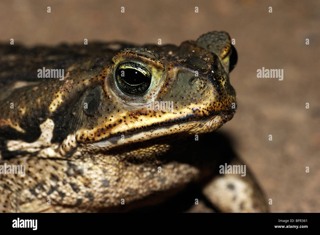 Cane Toad (Bufo marinus) close-up view of face, Pantanal, Brazil Stock ...