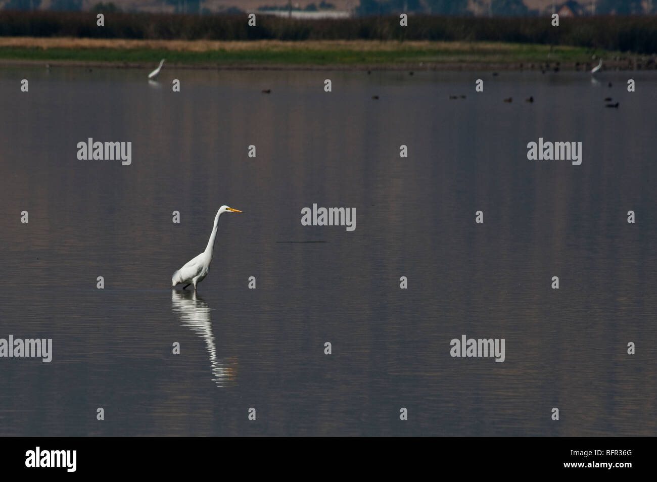 The Great Egret is a large bird with all-white plumage that can reach ...