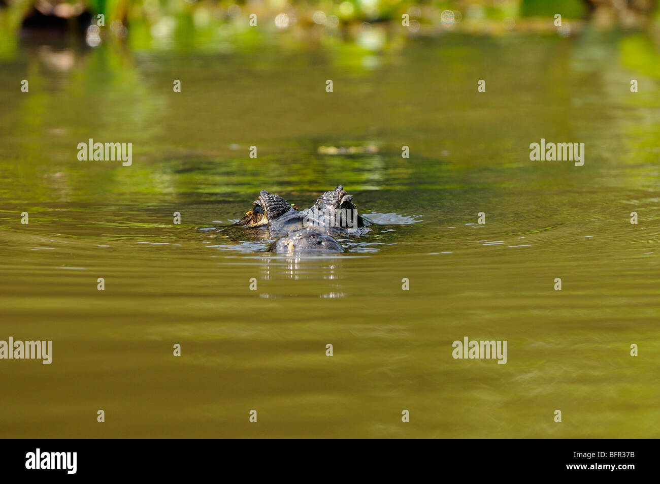 Paraguayan Caiman (Caiman yacare) in water swimming, Pantanal, Brazil ...