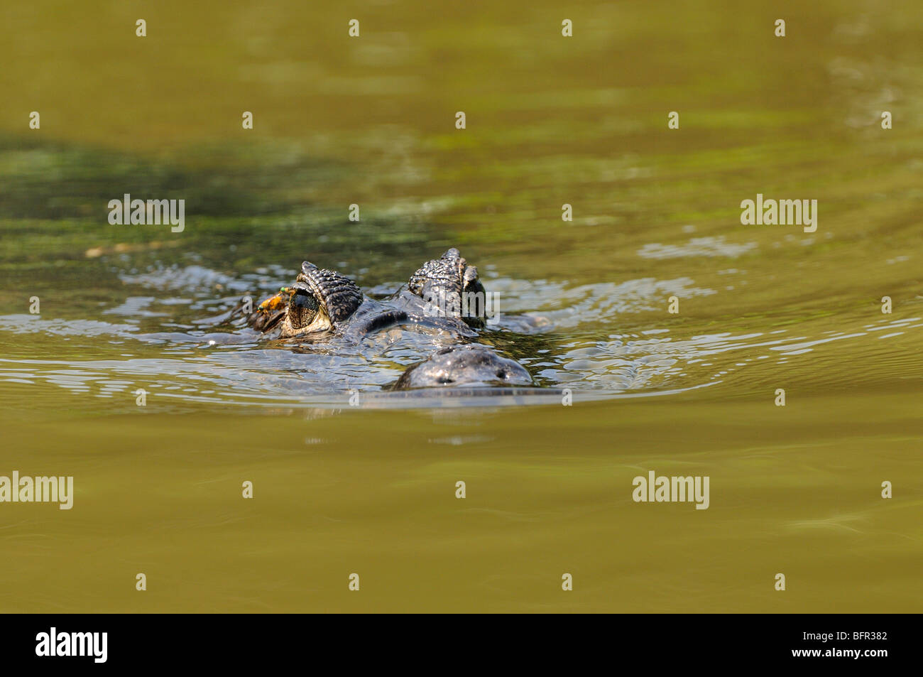 Paraguayan Caiman (Caiman yacare) swimming on surface of water ...