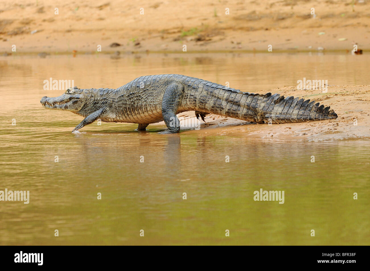 Amazon caiman rainforest hi-res stock photography and images - Alamy