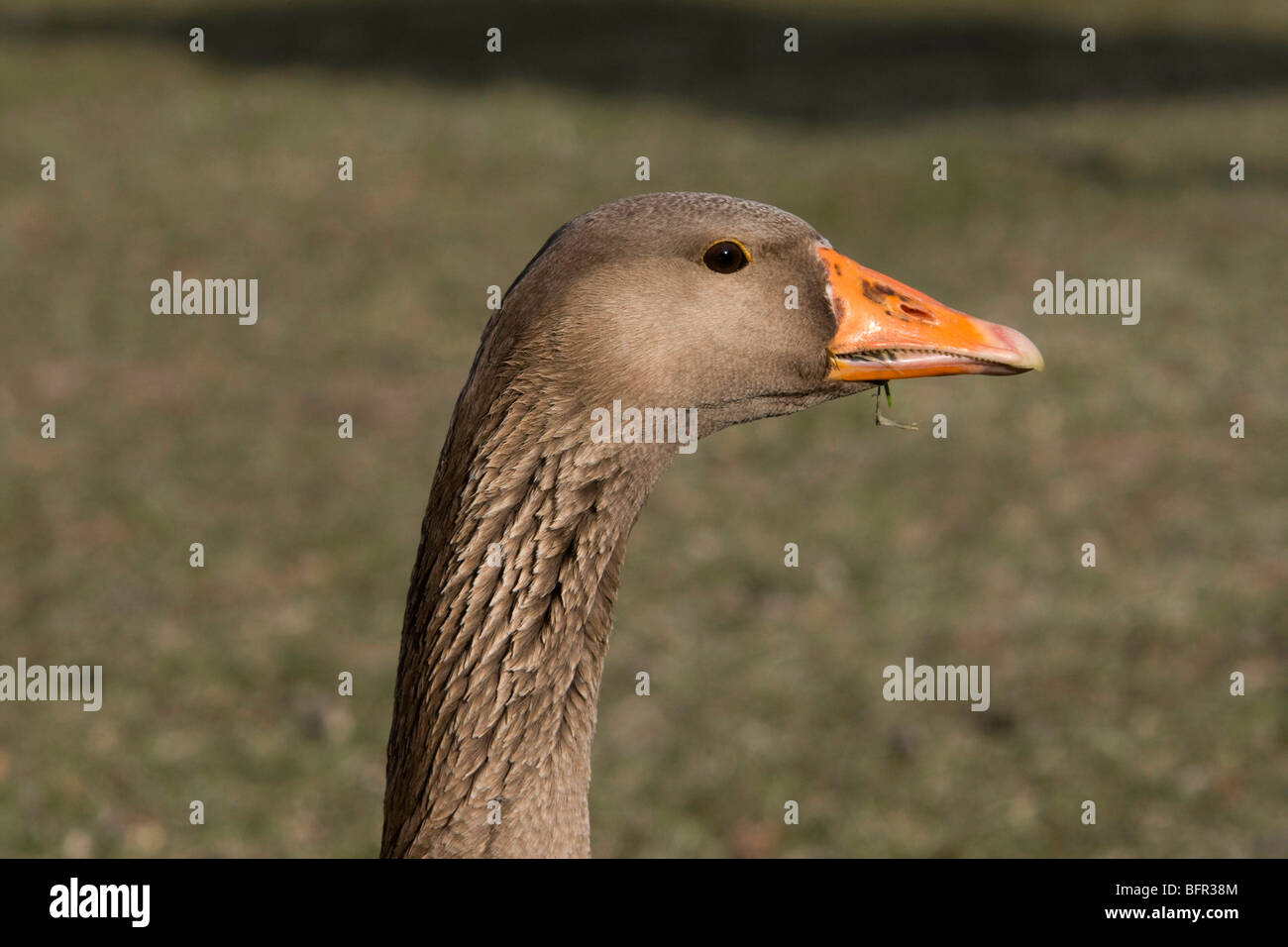 Portrait of a posing wild goose Stock Photo - Alamy