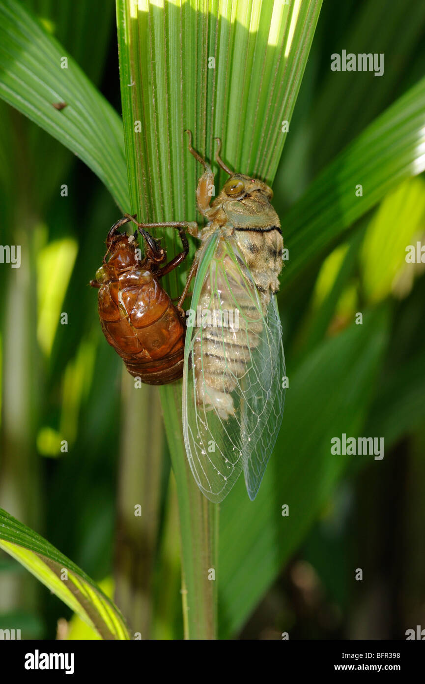 Cicada (Homoptera species) just emerged, resting on vegetation, Alta ...