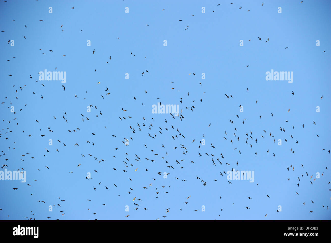 Great Dusky Swift ( Cypseloides senex) flock gathering to roost, Iguazu ...