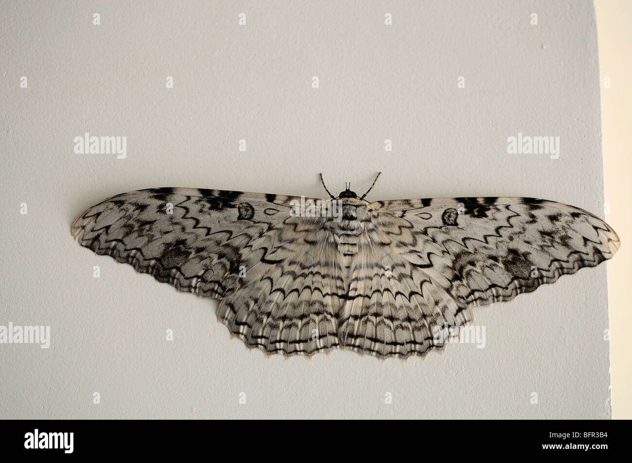 Birdwing Moth ( Thysania agrippina) resting on wall, Alta Floresta ...