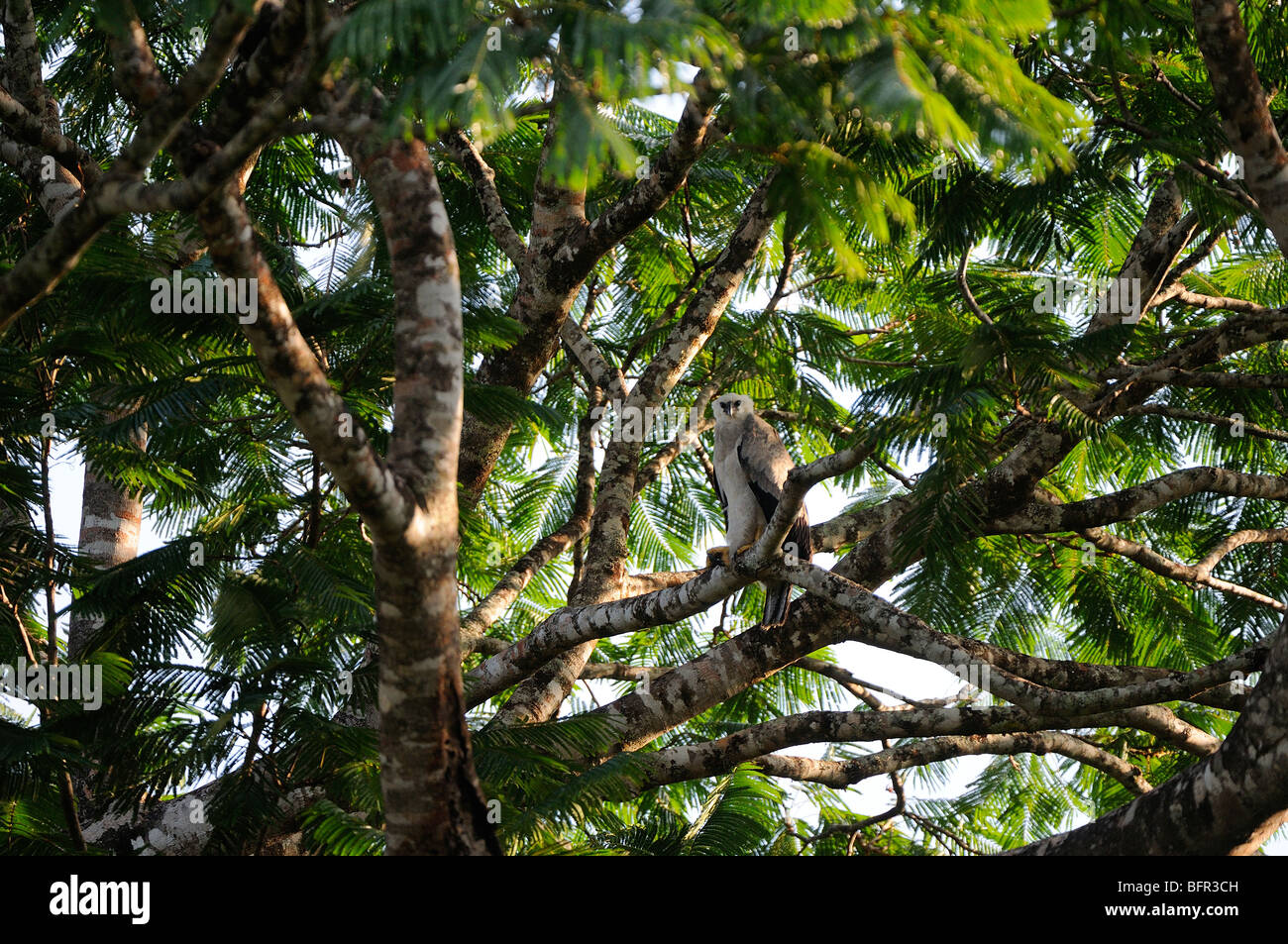Harpy eagle harpia harpyja High Resolution Stock Photography and Images ...