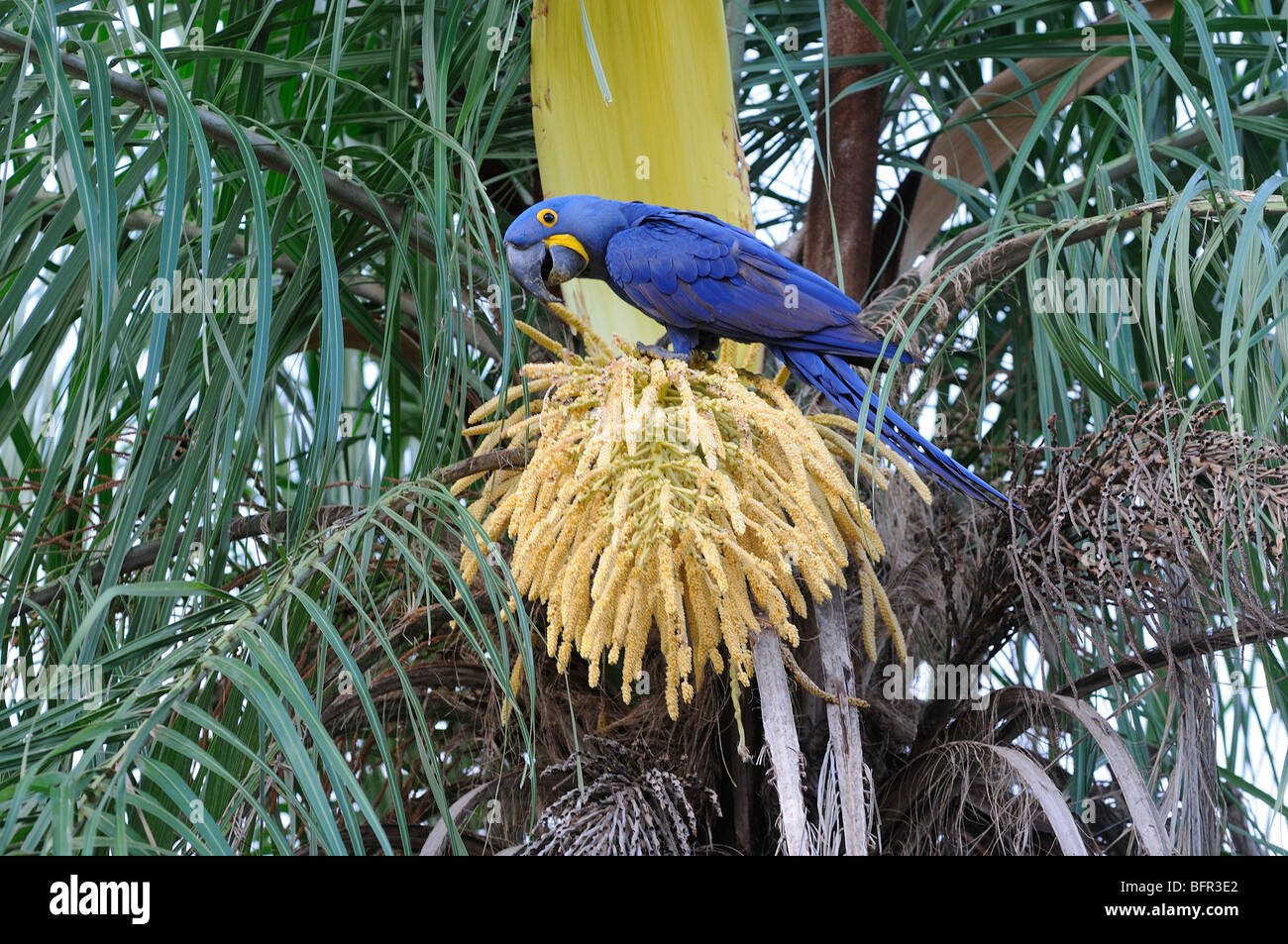 Hyacinth Macaw (Anodorhynchus hyacinthus) perched on palm tree flower ...