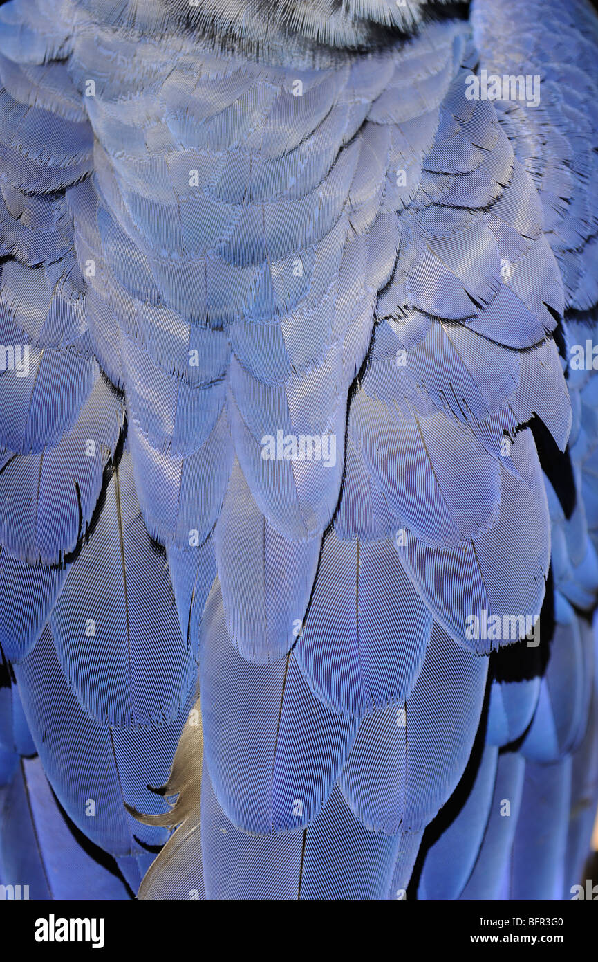 Hyacinth Macaw (Anodorhynchus hyacinthus) close-up showing feather ...