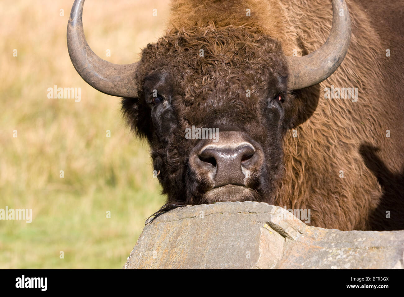 Bison bonasus - European bison Stock Photo - Alamy