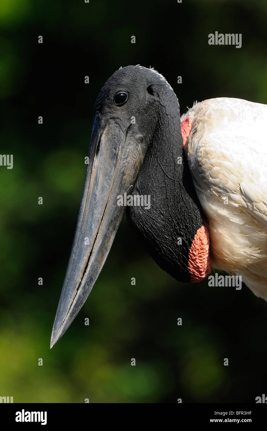 Jabiru (Jabiru mycteria) portrait, Pantanal, Brazil Stock Photo - Alamy