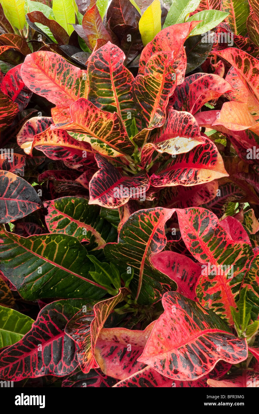 Varigated red leaves of a tropical shrub. Part of the Croton (Codiaeum ...