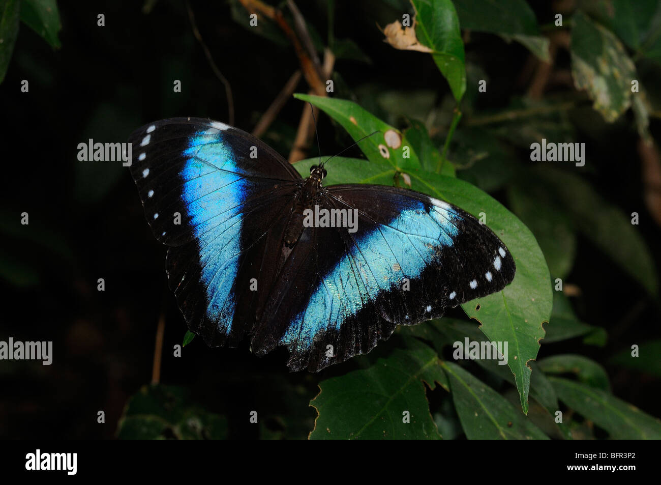 Helenor Morpho Butterfly (Morpho helenor) resting on leaf, wings spread ...