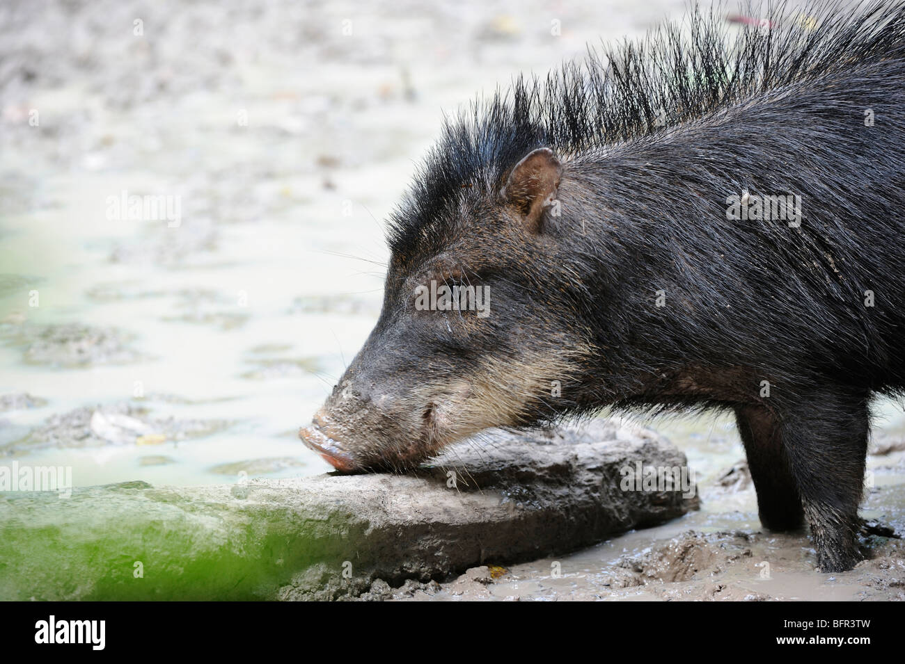 White-lipped Peccary (Tayassu pecari) foraging in muddy forest pool ...