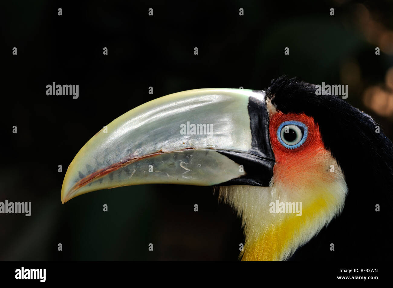 Red breasted toucan hi-res stock photography and images - Alamy