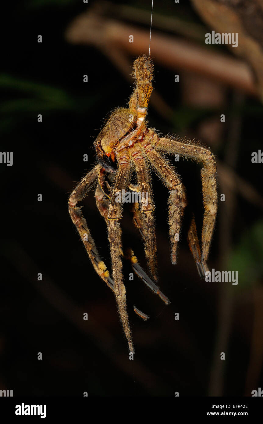 Tarantula exoskeleton, Alta Floresta, Brazil Stock Photo - Alamy