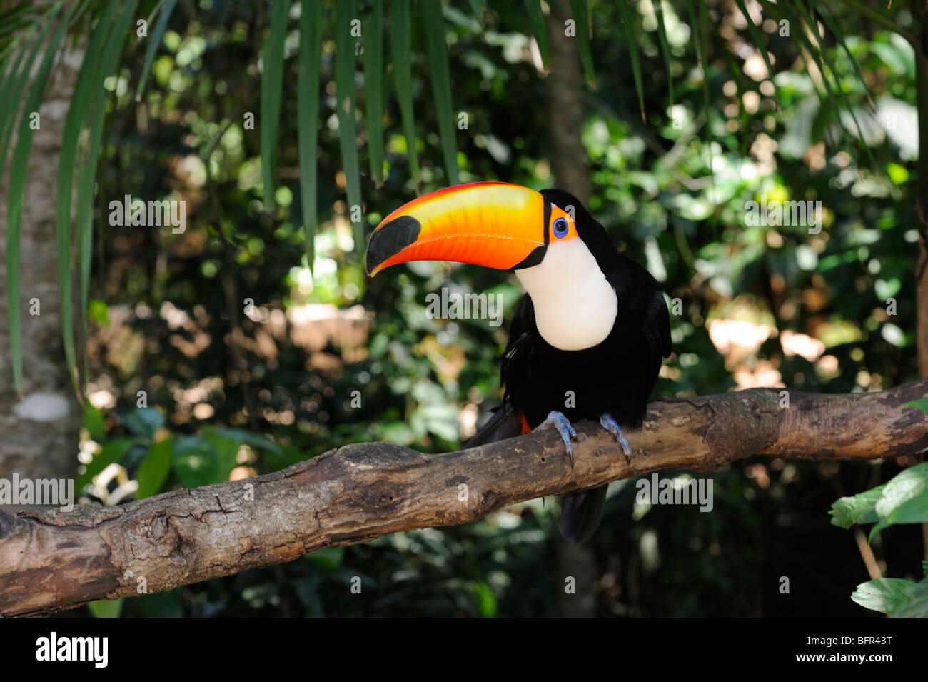Ramphastos toco bird hi-res stock photography and images - Alamy
