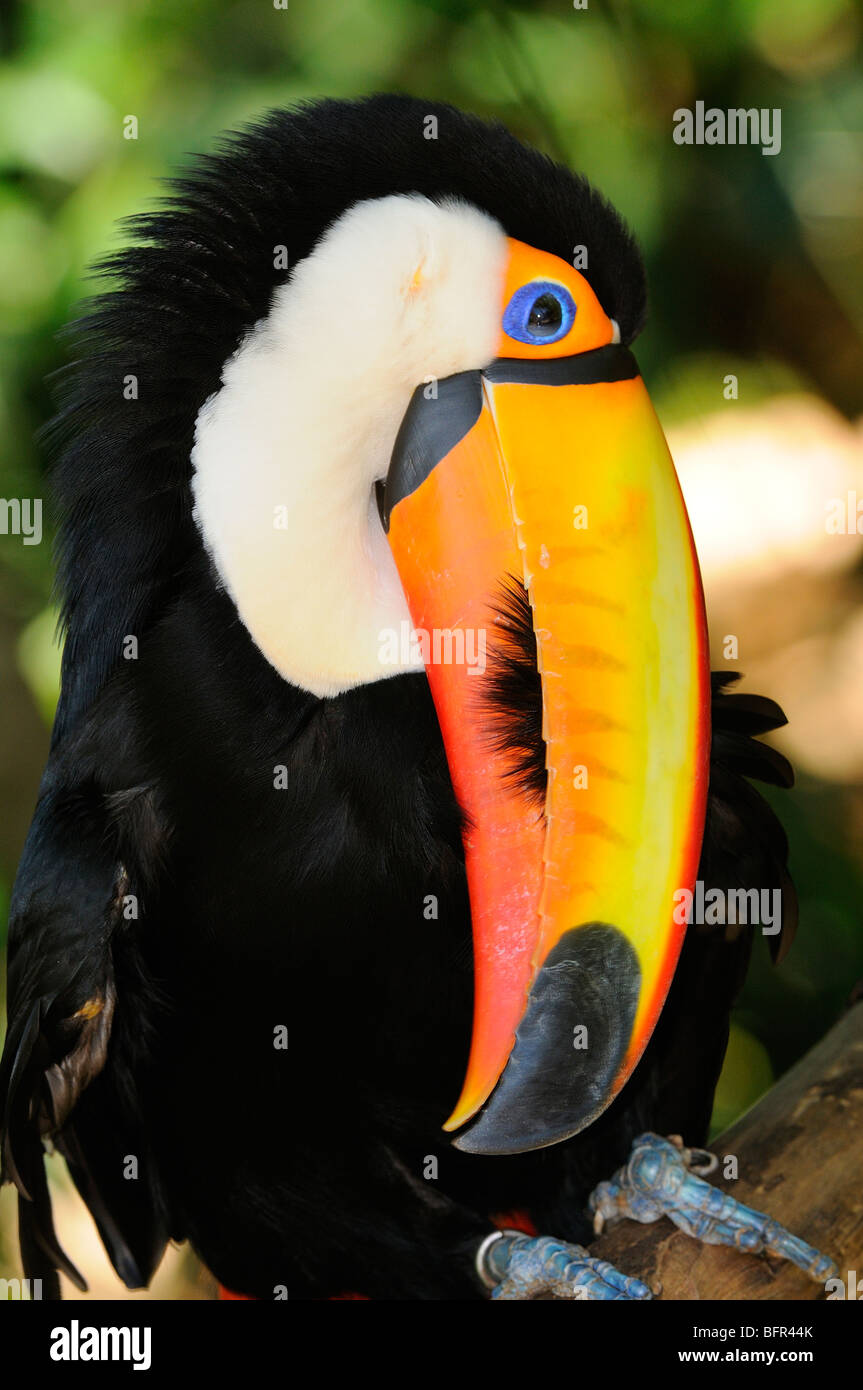 Toco Toucan (Ramphastos toco) preening, captive, Brazil Stock Photo - Alamy