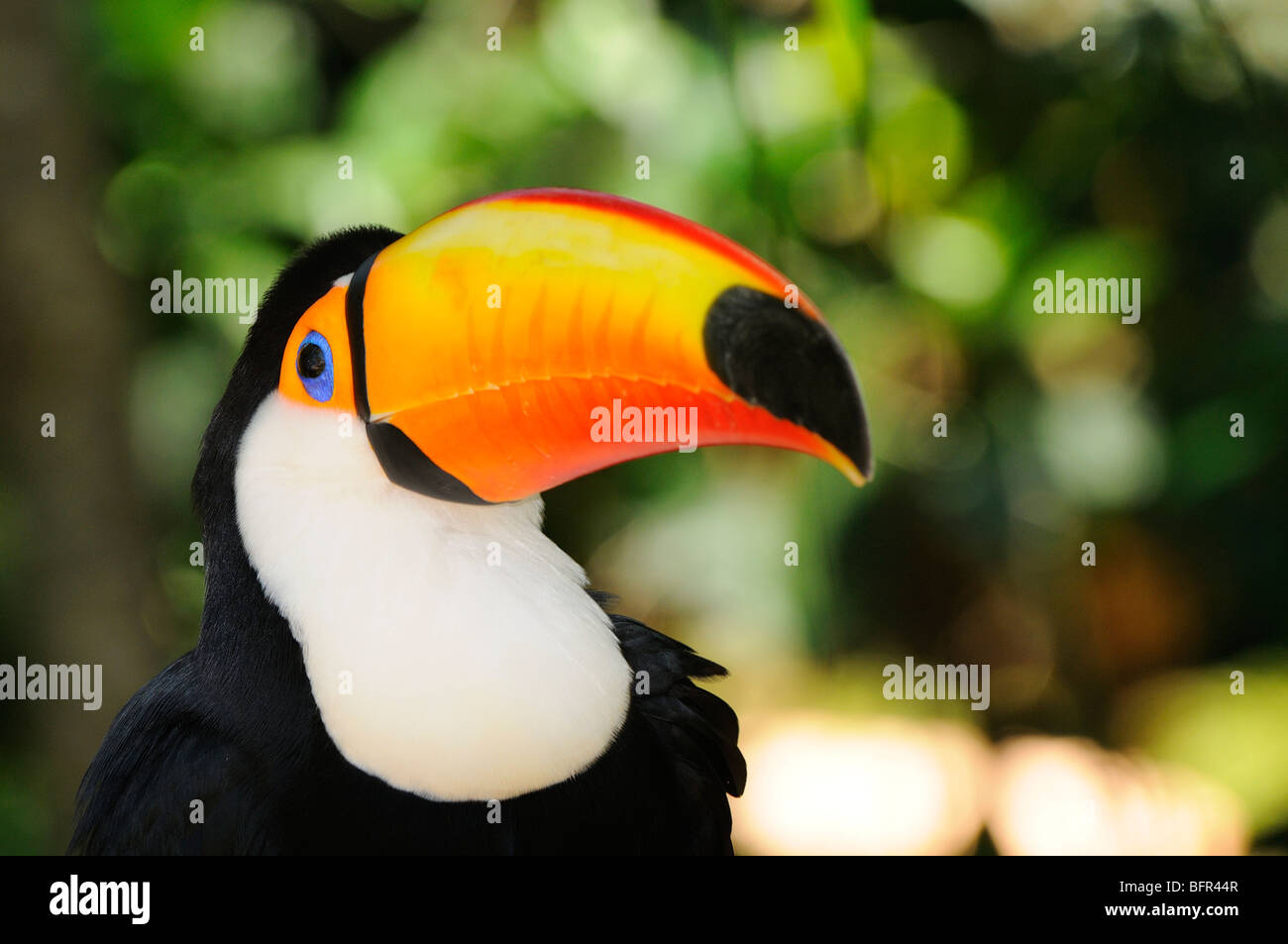 Toucan toco hi-res stock photography and images - Alamy