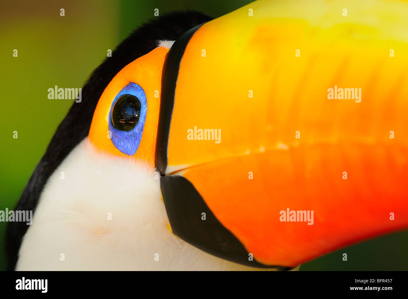 Toco Toucan (Ramphastos toco) close-up of head showing blue eyering ...