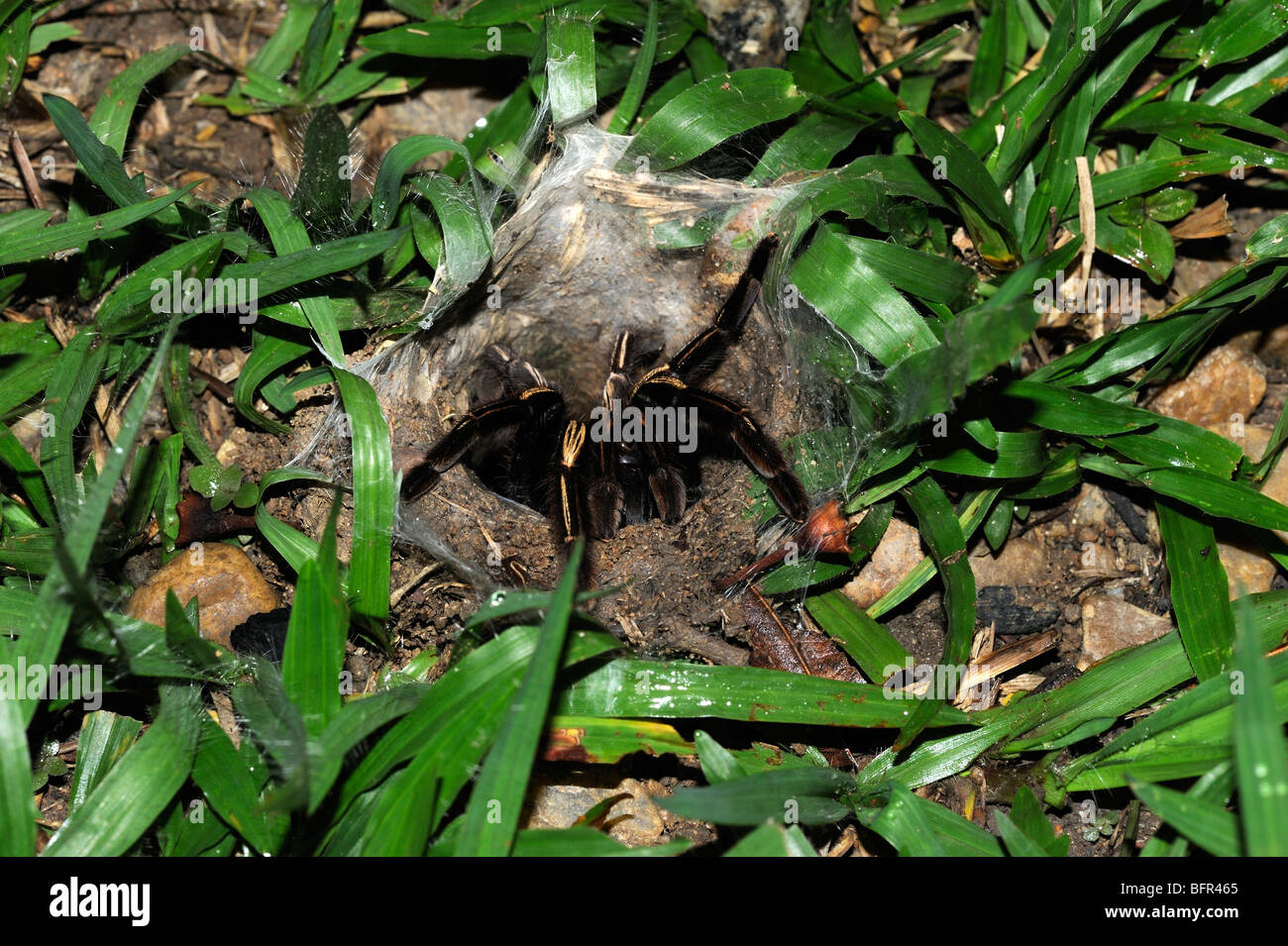 Tarantula Burrow High Resolution Stock Photography and Images - Alamy