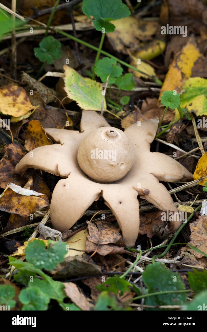 Collared Earth Star Geastrum triplex fungi fruiting body growing on ...