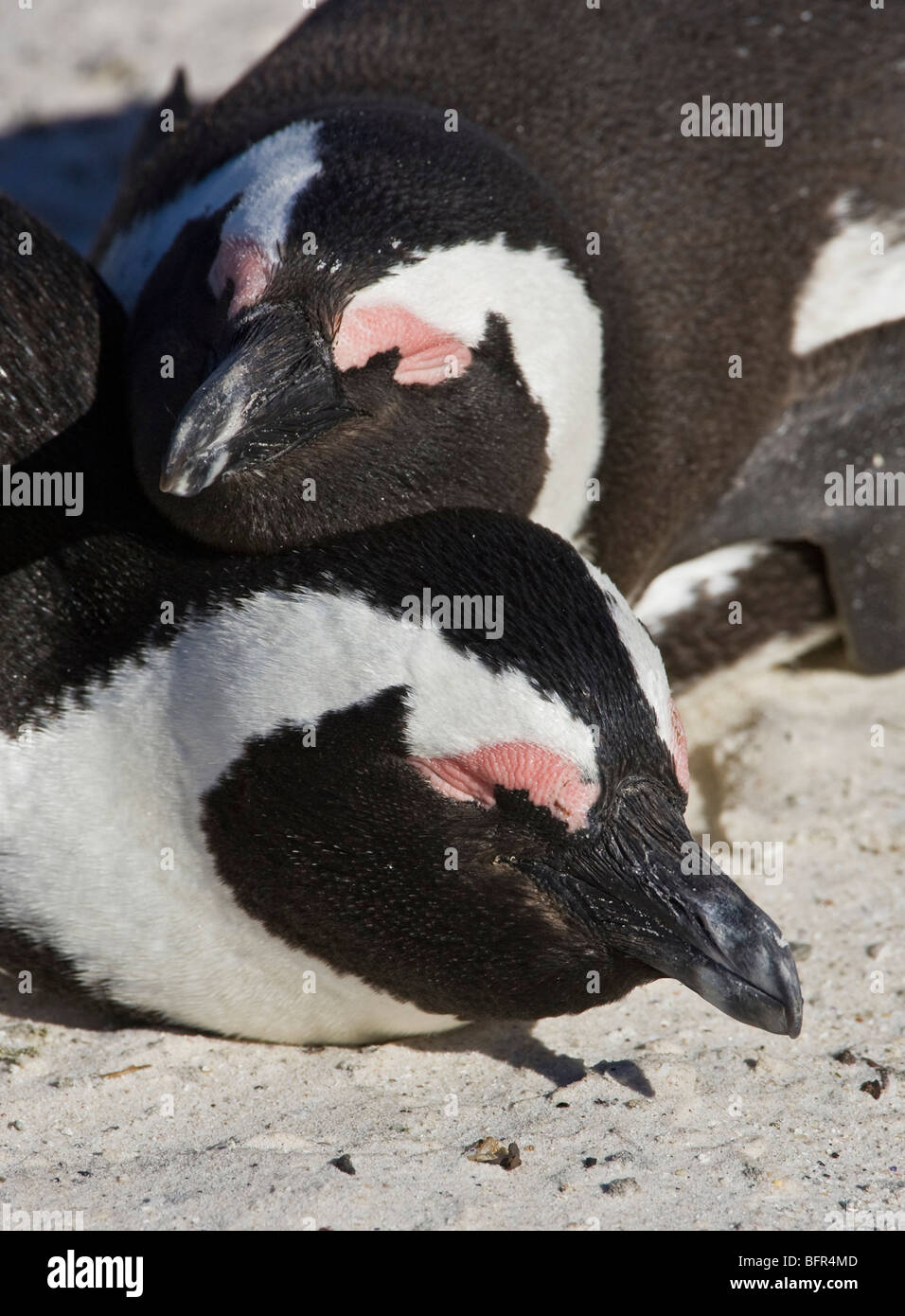 Portrait of two sleeping African Penguins Stock Photo - Alamy
