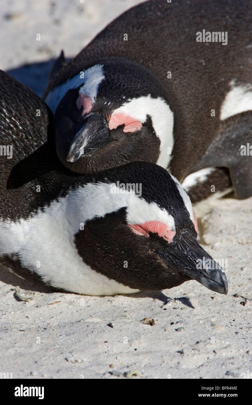 How Do Penguins Sleep