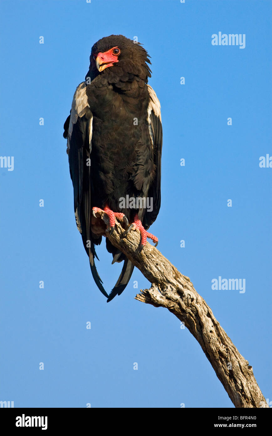 Dead branch hi-res stock photography and images - Alamy