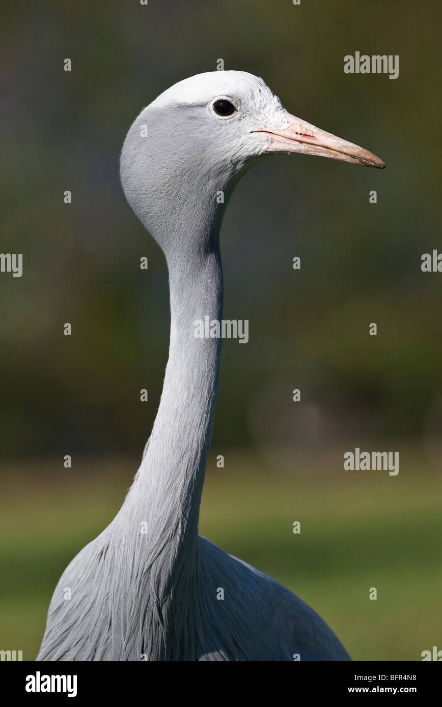 Blue crane portrait Stock Photo - Alamy