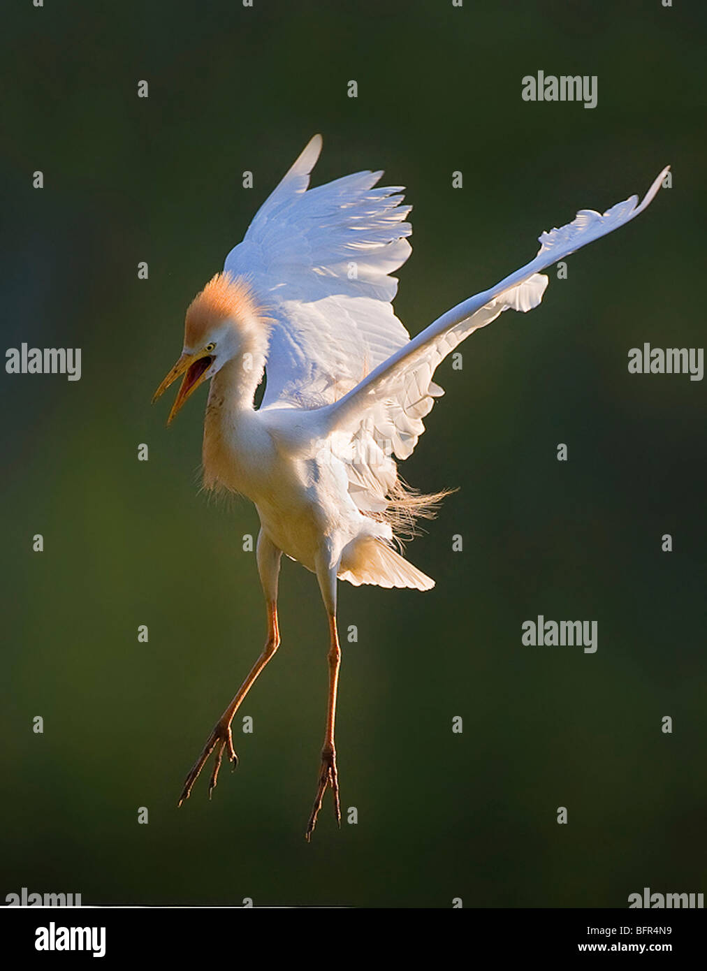 Cattle egret in breeding plumage coming in to land Stock Photo - Alamy