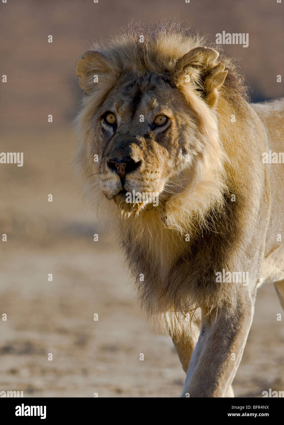 Portrait of an old Lion with a torn ear Stock Photo - Alamy