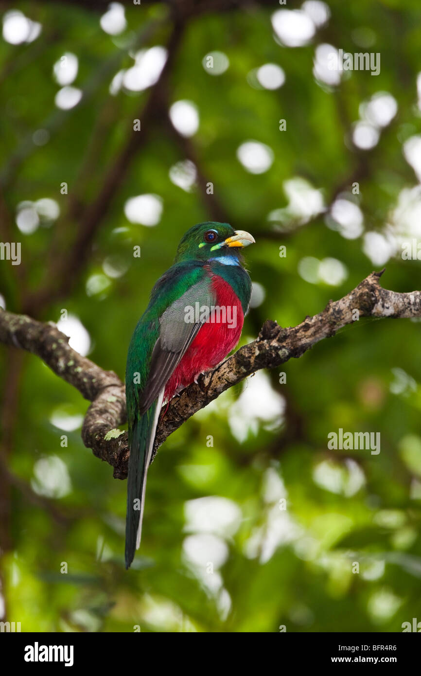 Narina trogon perched in tree Stock Photo - Alamy